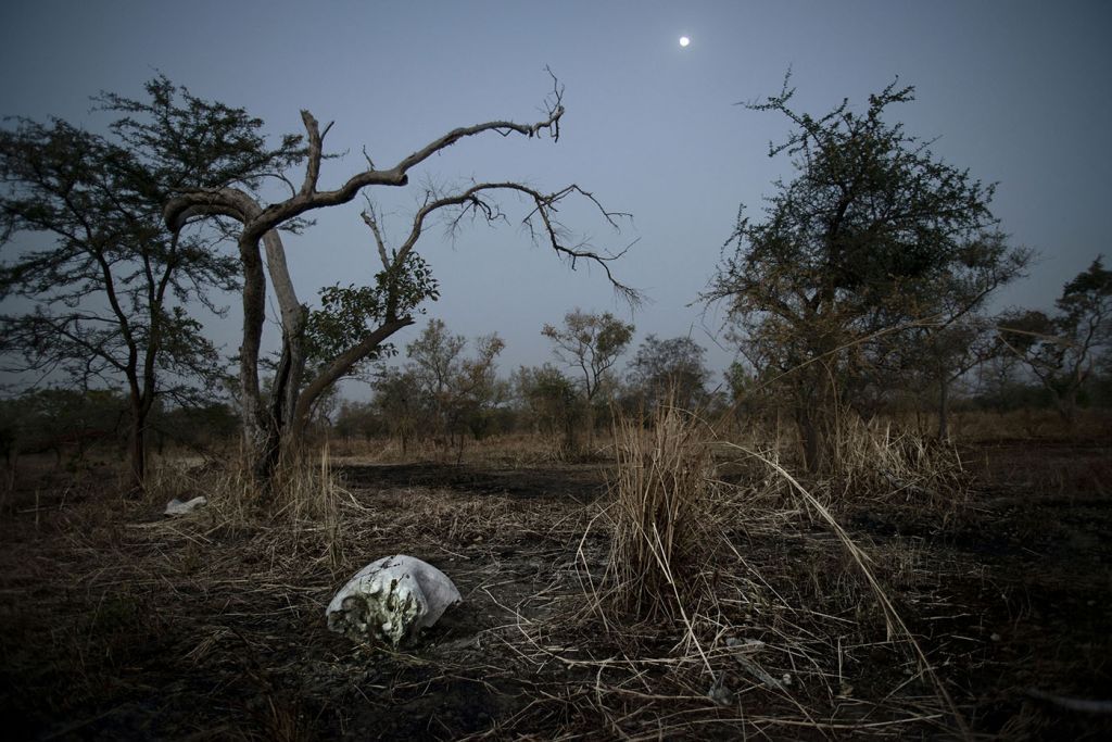 Images | The Last Animals