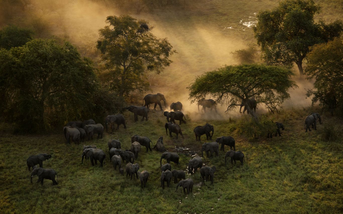 You Can Make a Difference | The Last Animals