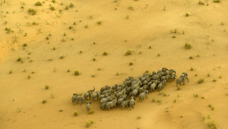 Home | The Last Animals