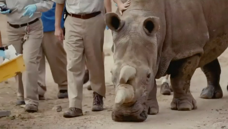 Home | The Last Animals